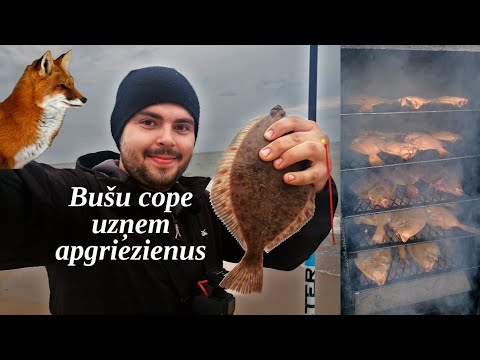 Bušu cope uzņem apgriezienus ar lielām butēm! Uzmanību lapsa! Kūpinātas ...